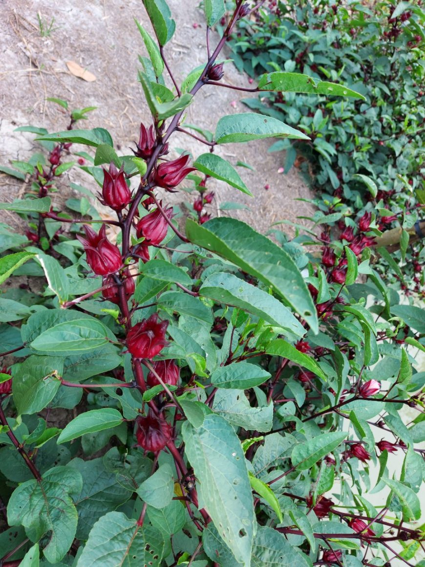 Atiso đỏ và công dụng với sức khỏe - MDGREENFOODS.COM